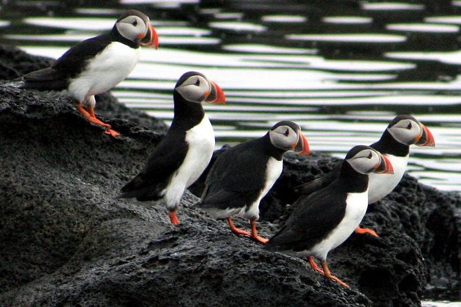 Reykjavik Shore Excursion: Puffin Sightseeing Cruise - Wildlife Sightings and Photography Tips