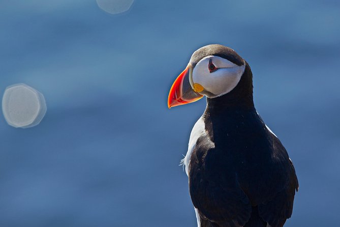 Reykjavik Shore Excursion: Puffin Sightseeing Cruise - Customer Reviews and Feedback
