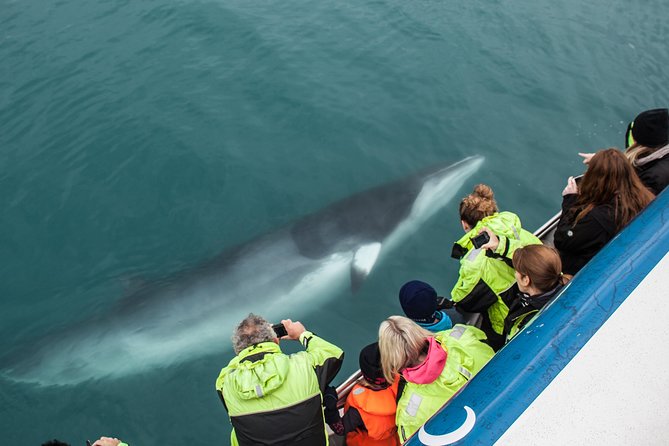 Reykjavik Shore Excursion: Whale-Watching Cruise - Meeting and Pickup Information