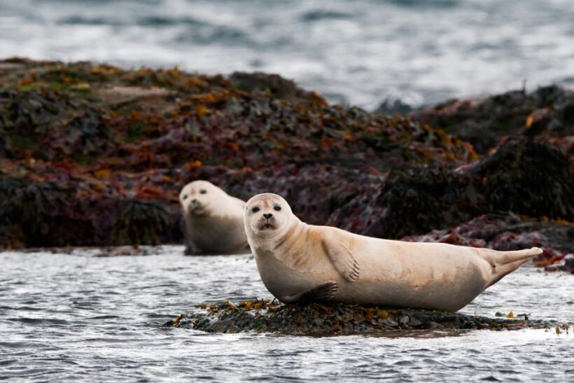 Reykjavik: Small-Group Snæfellsnes Day Trip - An In-Depth Look at the Snæfellsnes Day Trip