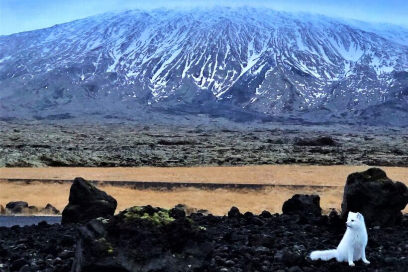 Reykjavik: Snaefellsnes & Mt. Kirkjufell Guided Minibus Tour - Value and Price