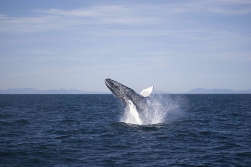 Reykjavik: the Original 3-Hour Whale Watching Tour - An Honest Look at the Whale Watching Experience