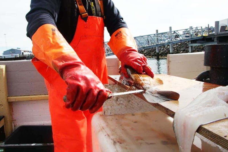 Reykjavik: Traditional Sea Fishing with BBQ Feast - An Honest Look at the Reykjavik Sea Fishing Tour