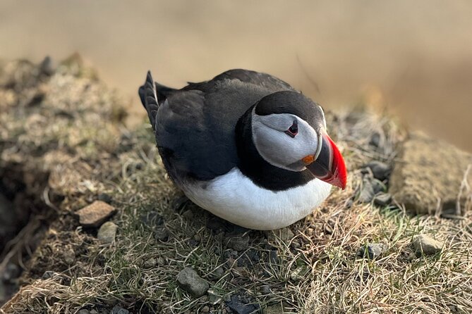 Reykjavik - Westman Islands (Bus transfer to Landeyjahöfn) - Authentic Traveler Insights