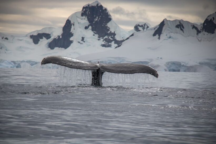 Reykjavik: Whale & Marine Adventure Tour - Who Should Consider This Tour?