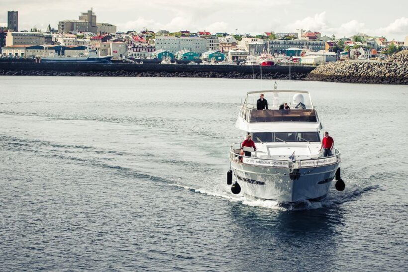 Reykjavik: Whale Watching and Dolphin Watching Yacht Cruise - An in-depth look at the Reykjavik Whale and Dolphin Yacht Tour