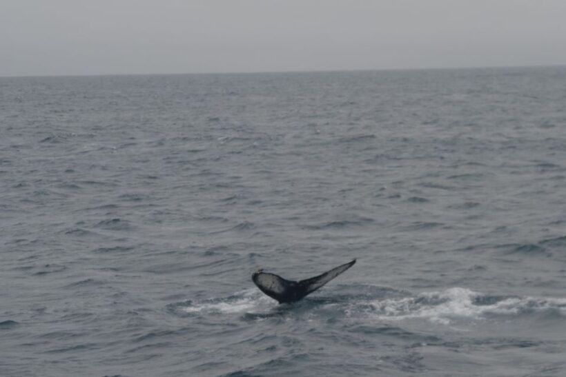 Reykjavik: Whale Watching and Dolphin Watching Yacht Cruise - FAQ