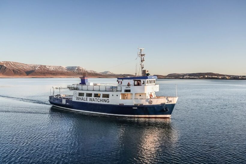 Reykjavík: Whale Watching and Marine Life Cruise - What Makes This Whale Watching Tour Special?
