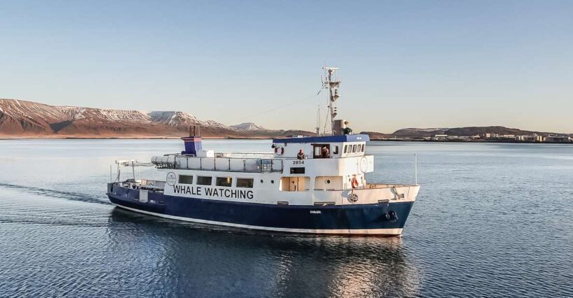Reykjavík: Whale Watching and Marine Life Cruise - Price and Value: Is It Worth It?