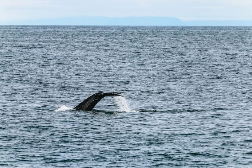 Reykjavík: Whale Watching and Marine Life Cruise - Practical Tips for Travelers