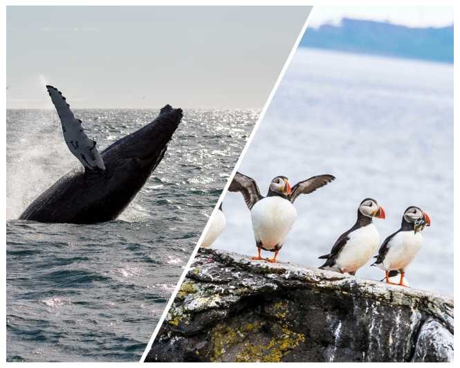 Reykjavik: Whale Watching and Puffin Excursion - How This Tour Fits Into Your Iceland Itinerary