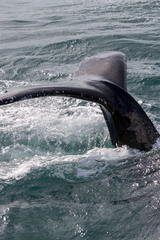 Reykjavik: Whale Watching and Puffin Excursion - Who Will Love This Experience?