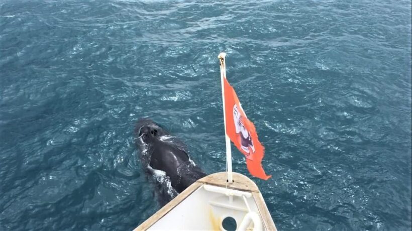 Reykjavik: Whale Watching and Puffin Excursion - Final Thoughts: Is This Tour Worth It?