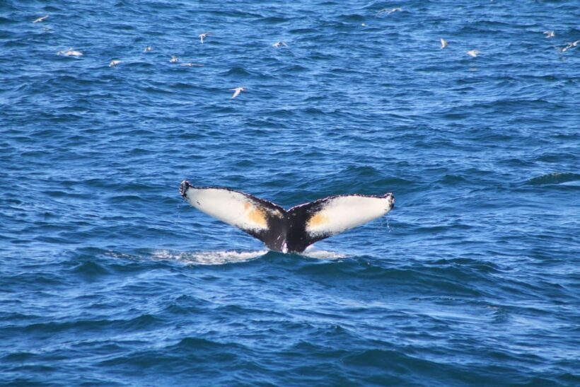 Reykjavik: Whale Watching and Puffin Excursion - FAQ