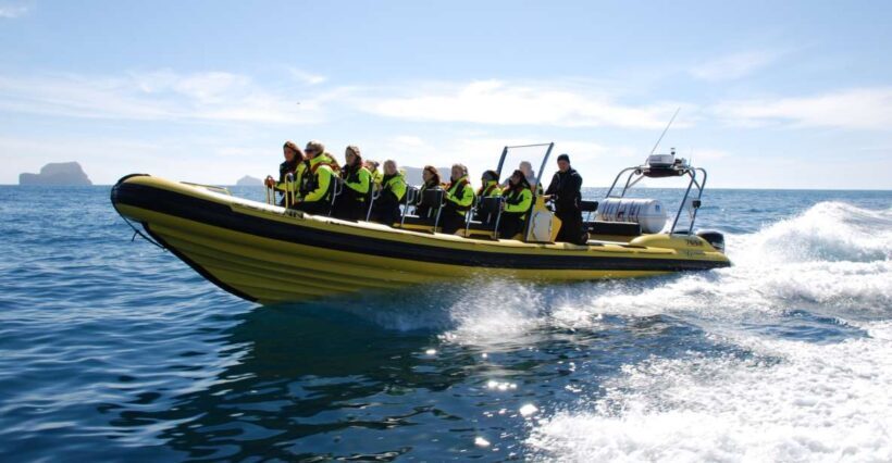 Reykjavik: Whale Watching by RIB Speedboat - The Experience: Comfort, Safety, and Practical Tips