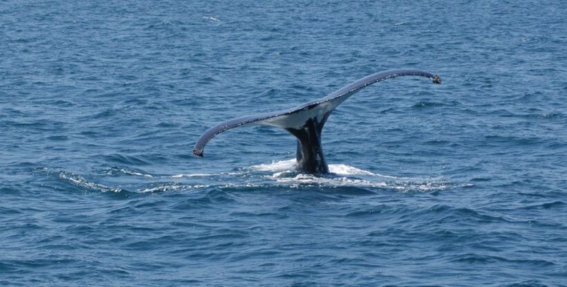 Reykjavik: Whale Watching by RIB Speedboat - The Sum Up
