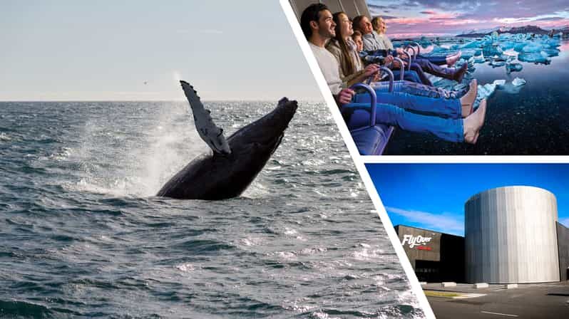 Reykjavík: Whale Watching Cruise and FlyOver Combo Ticket - An Introduction to the Experience
