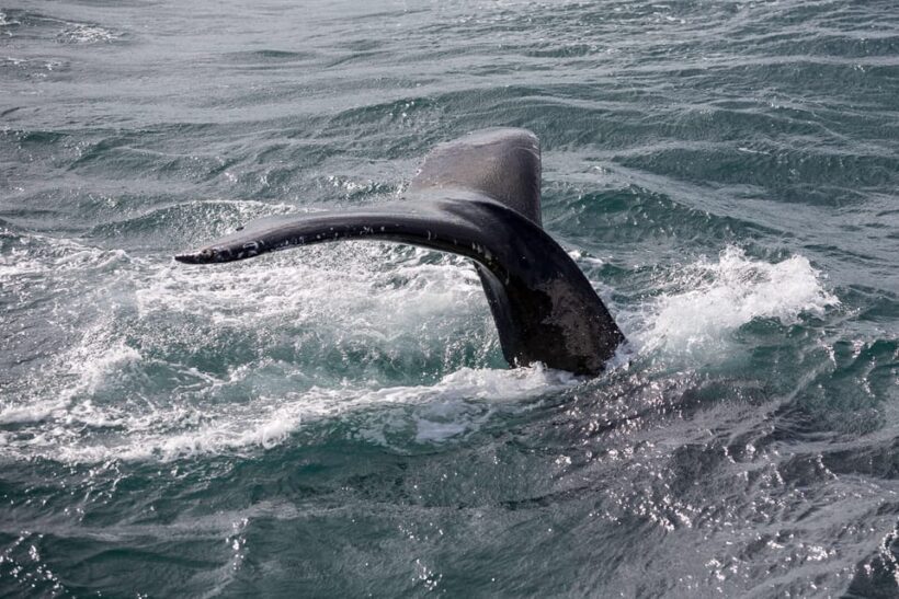 Reykjavík: Whale Watching Cruise and FlyOver Combo Ticket - Detailed Breakdown of the Itinerary