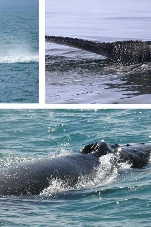 Reykjavík: Whale Watching Cruise and FlyOver Combo Ticket - Final Thoughts