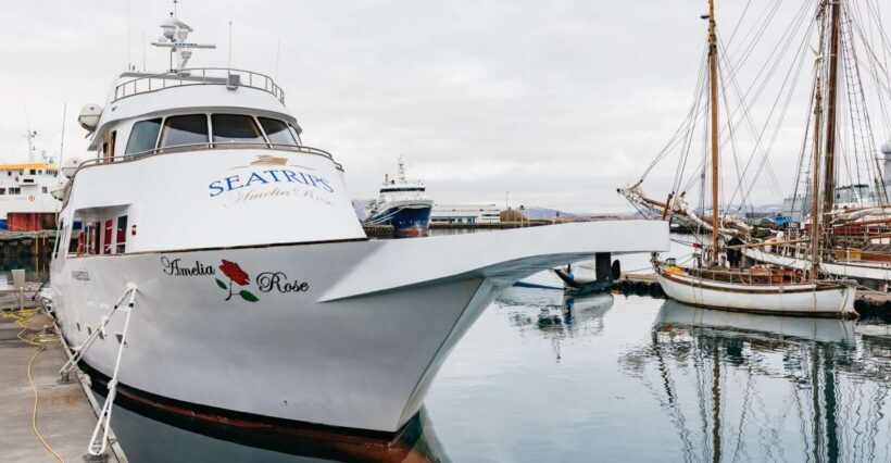 Reykjavík: Whale Watching Cruise on the Amelia Rose Yacht - Key Points