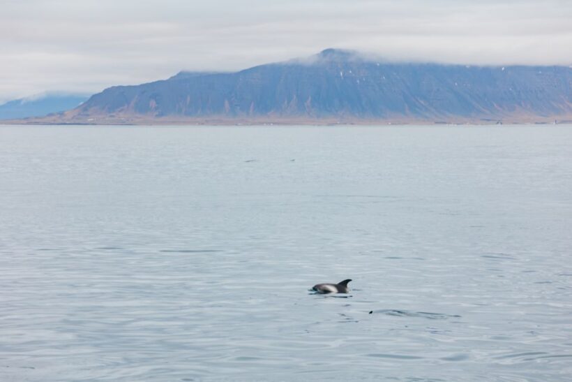 Reykjavík: Whale Watching Cruise on the Amelia Rose Yacht - A Closer Look at the Whale Watching Experience