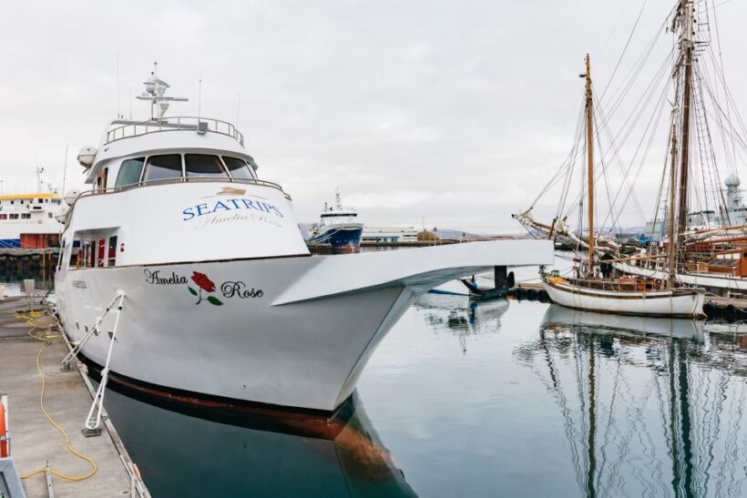 Reykjavík: Whale Watching Cruise on the Amelia Rose Yacht - The Wildlife: What You Can Expect