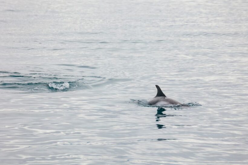 Reykjavík: Whale Watching Cruise on the Amelia Rose Yacht - Value and Pricing