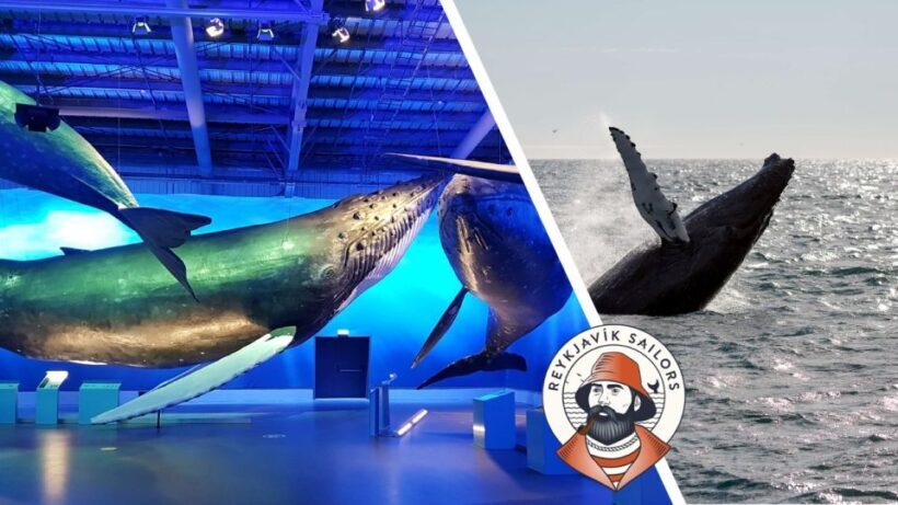 Reykjavik: Whale Watching Excursion & Whale Exhibition - Starting Point and Overall Structure