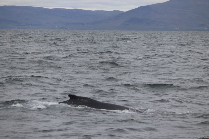 Reykjavik: Whale Watching Excursion & Whale Exhibition - The Importance of Weather and Sightings