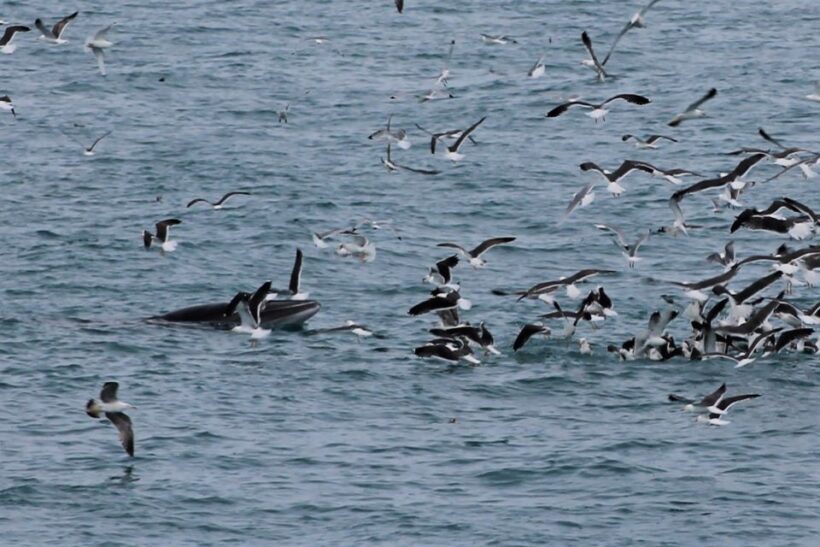 Reykjavik: Whale Watching Excursion & Whale Exhibition - The Whales of Iceland Exhibition