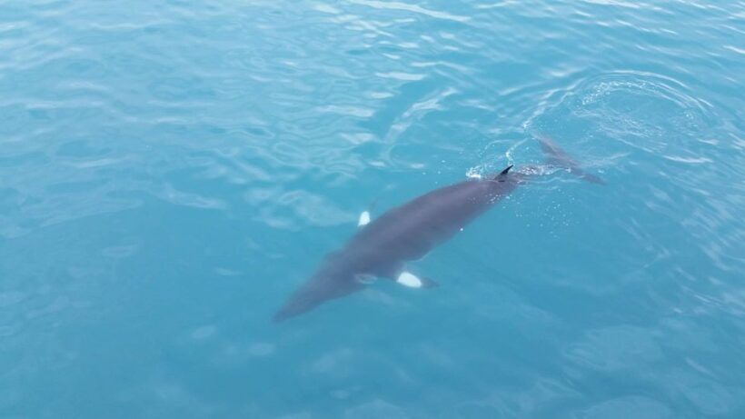 Reykjavik: Whale Watching Excursion & Whale Exhibition - Practical Details and Value