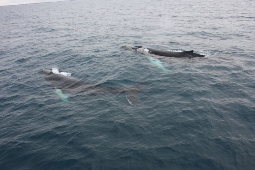Reykjavik: Whale Watching Excursion & Whale Exhibition - What Travelers Say