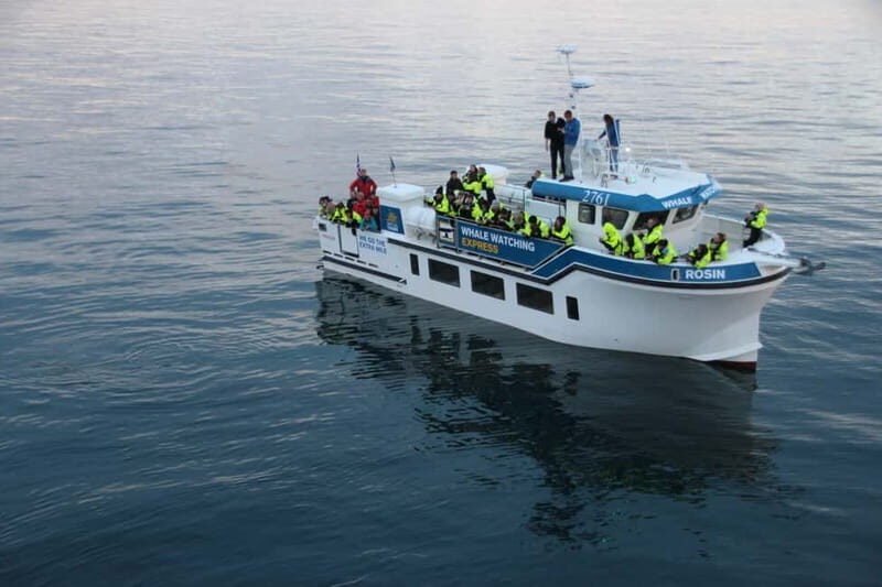 Reykjavik: Whale Watching Express - A Detailed Look at the Reykjavik Whale Watching Express