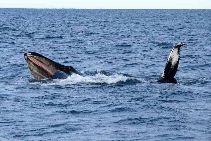 Reykjavik: Whale Watching Express - Who Will Love This Tour?
