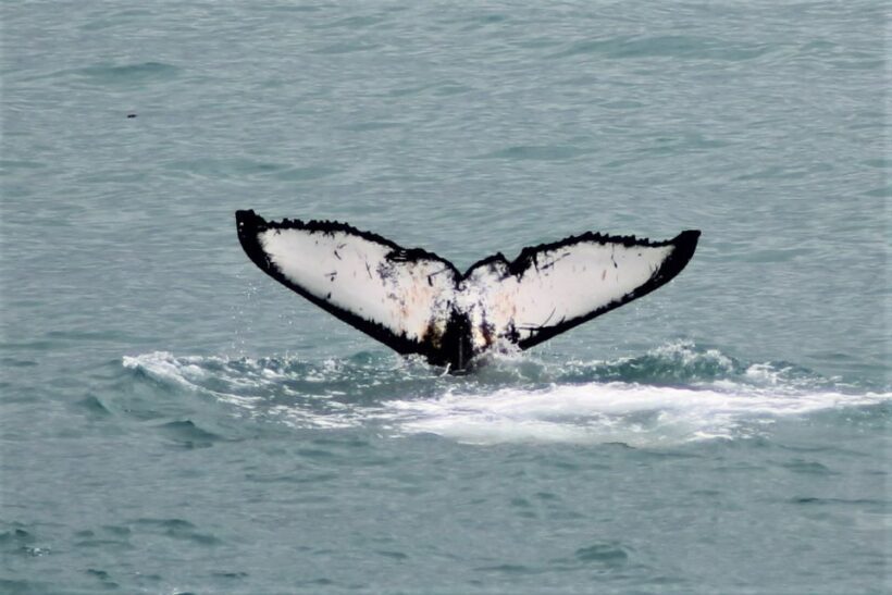 Reykjavik: Whale Watching in Faxaflói Bay & Live Lava Show - An In-Depth Look at the Tour Experience