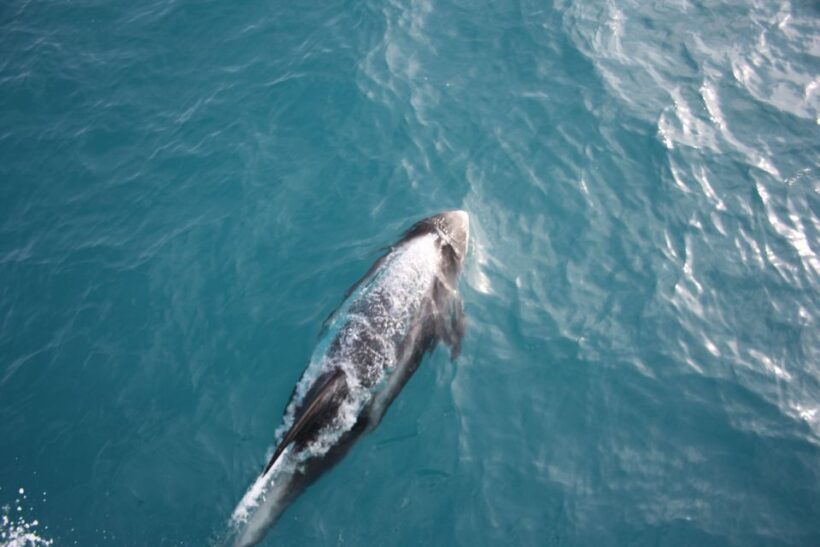 Reykjavik: Whale Watching in Faxaflói Bay & Live Lava Show - Frequently Asked Questions