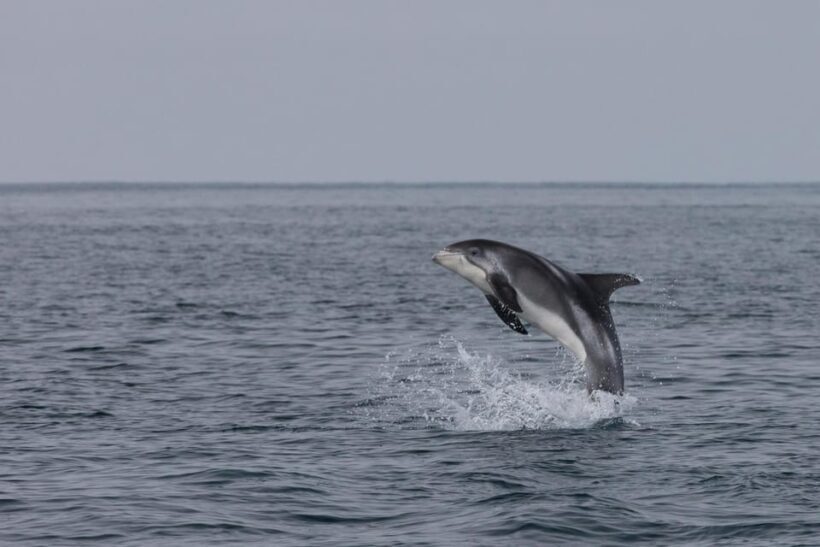 Reykjavik: Whale Watching & Lava Show - Key Points
