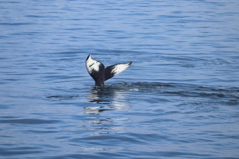 Reykjavik: Whale Watching Morning Expedition - Key Points