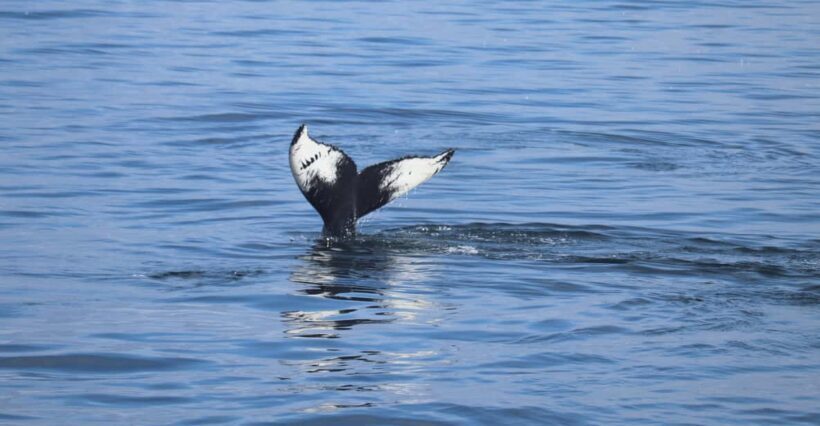 Reykjavik: Whale Watching Morning Expedition - An Honest Look at the Tour Experience