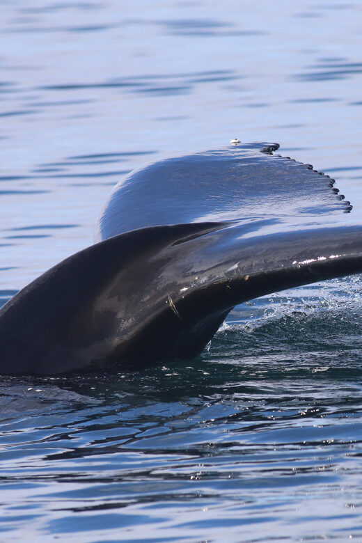 Reykjavik: Whale Watching Morning Expedition - The Sum Up