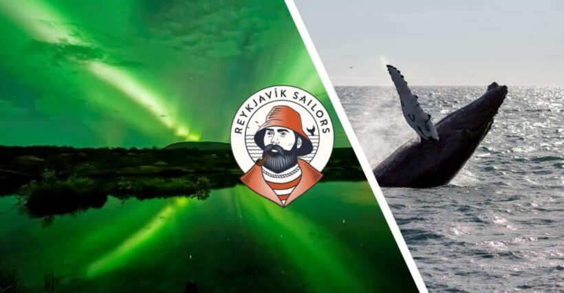 Reykjavik: Whale Watching & Northern Lights Combo Cruise - Reykjavik: Whale Watching & Northern Lights Combo Cruise — A Detailed Look