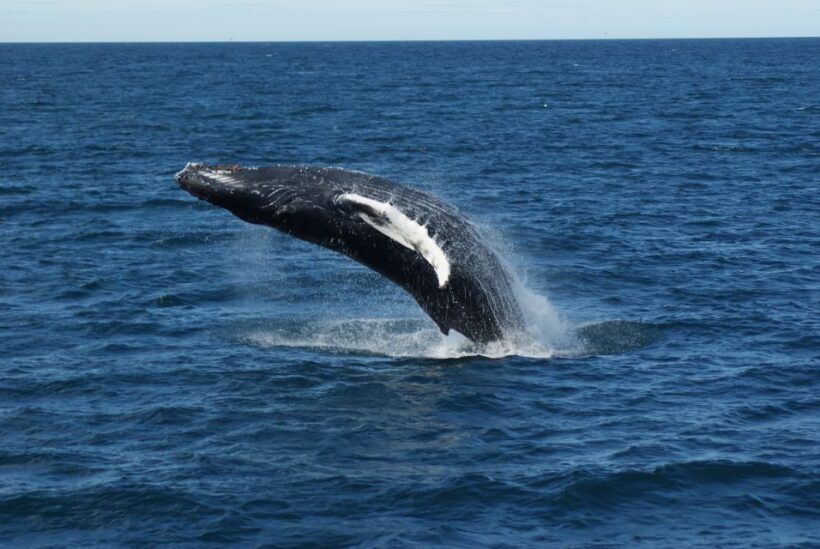 Reykjavik: Whale Watching & Northern Lights Combo Cruise - Who Will Love This Tour?