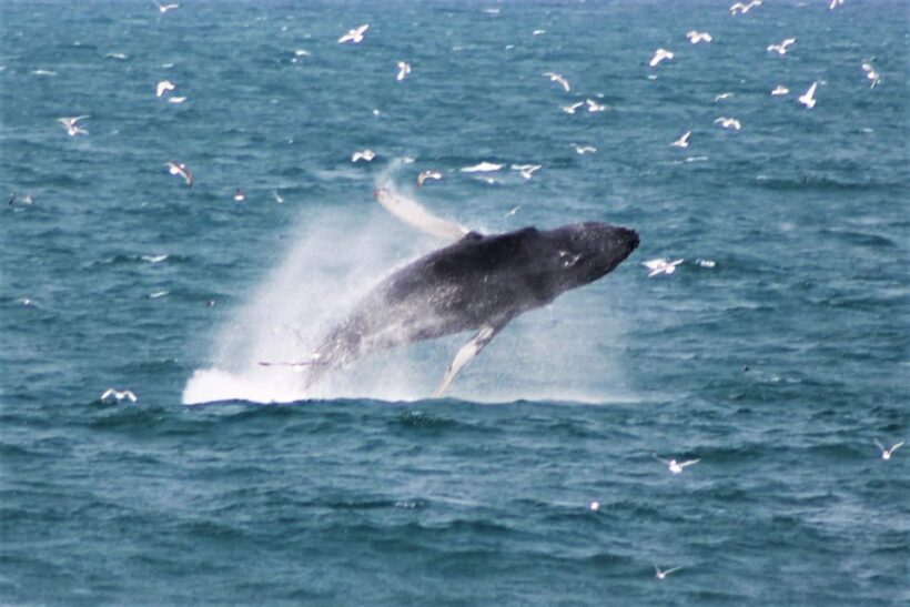 Reykjavik: Whale Watching & Northern Lights Combo Cruise - The Sum Up