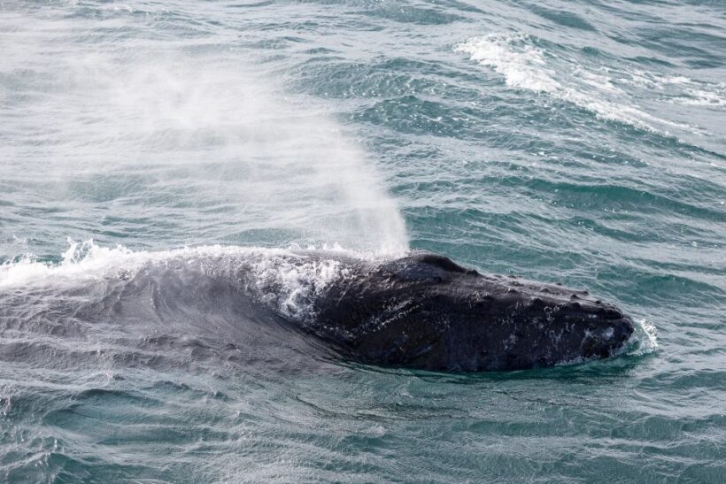 Reykjavik: Whale Watching & Northern Lights Combo Cruise - FAQ