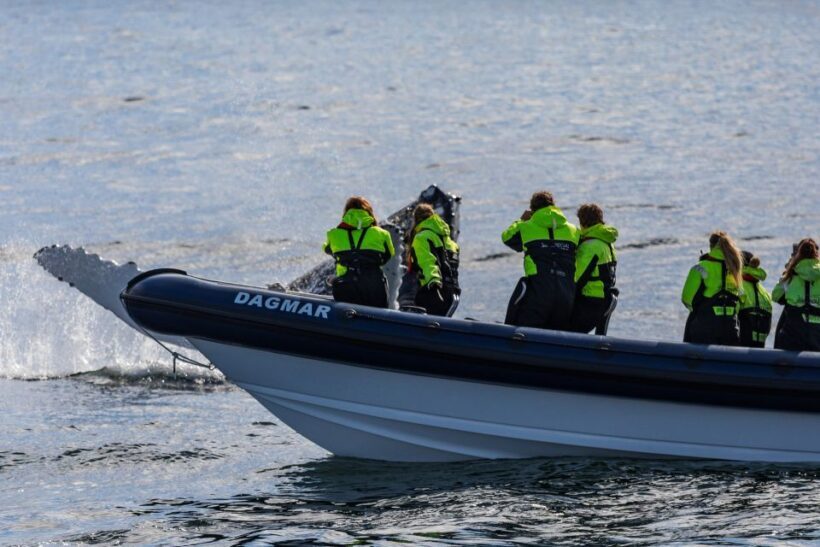 Reykjavik: Whale Watching Tour by RIB Boat - Key Points