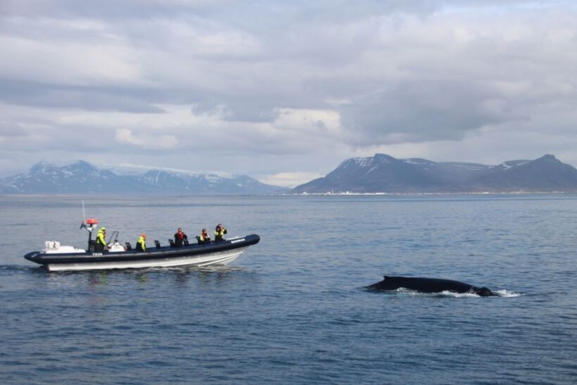 Reykjavik: Whale Watching Tour by RIB Boat - An Enthusiastic Look at the Whale-Watching Experience