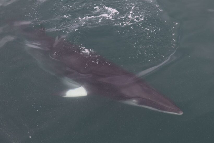 Reykjavik: Whale Watching Tour by RIB Boat - The Sum Up