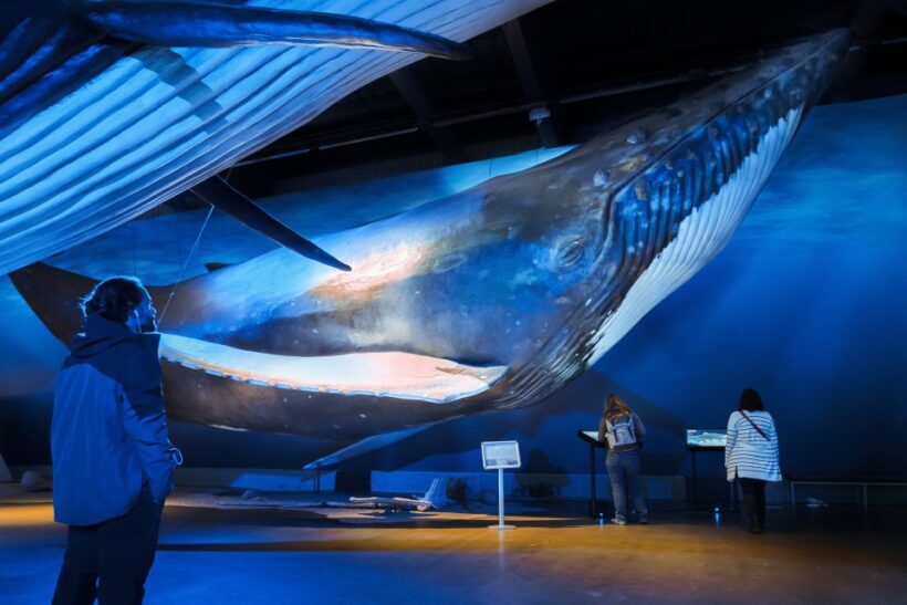 Reykjavik: Whale Watching Tour, Whales of Iceland Exhibition - Who’s This Tour Best For?