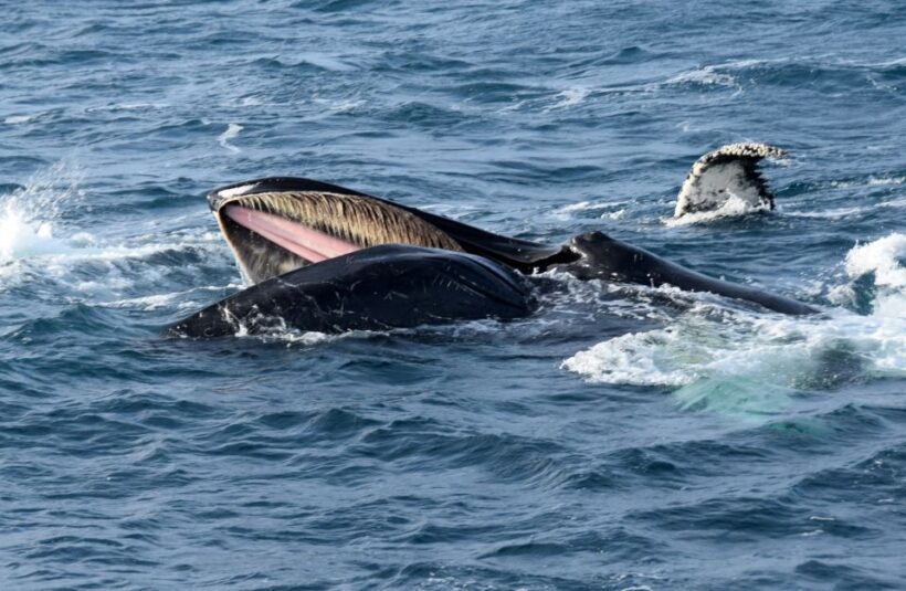 Reykjavik: Whale Watching Tour, Whales of Iceland Exhibition - Final Thoughts