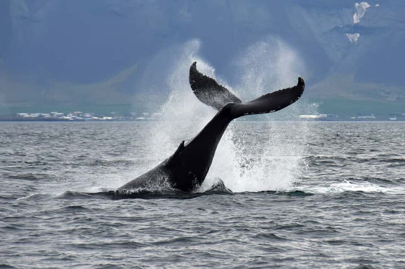 Reykjavik: Whale Watching Tour with Expert Guide - An In-Depth Look at the Experience